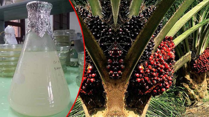 Inovasi Produk Turunan Minyak Kelapa Sawit dari IPB University ...