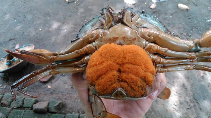 Tips Memilih Kepiting yang Segar, Perhatikan Bagian Mata dan Kakinya ...