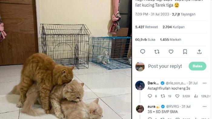 Bisakah Kucing Kawin Bertiga ? Si Jantan Rela Berkelahi Memperebutkan Si Betina ...