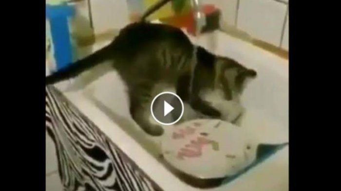 Video Kucing Di Tempat Cuci Piring Jadi Viral, Perhatikan Gerakan ...