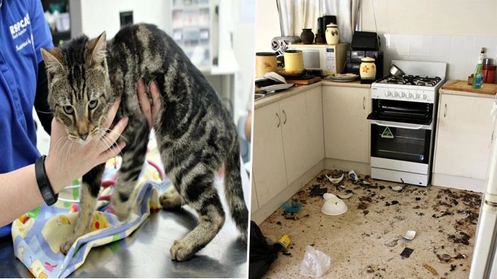 Wanita Ini Kurung 14 Kucing di Rumah Kosong Selama 2 Minggu, Petugas ...