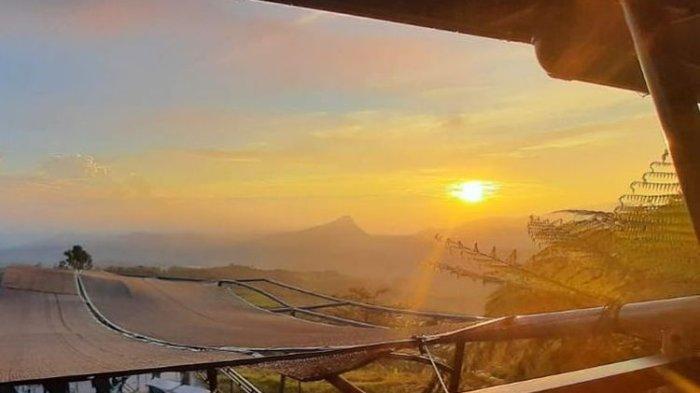 Lembah Pinus Sukamakmur Bogor Jadi Tempat Rekomendasi Camping Asik ...