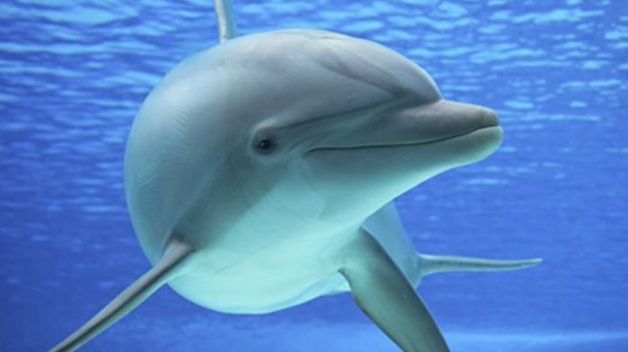 Mengenal Fakta Unik Lumba-lumba, Ini Penjelasan Profesor Perikanan IPB ...