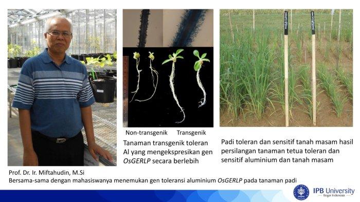 Pakar IPB University Temukan Gen Tanaman yang Toleran Terhadap Cekaman ...
