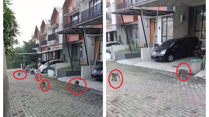 VIRAL Monyet 'Menyerbu' Perumahan di Pondok Rajeg Bogor, Ada yang Pakai ...