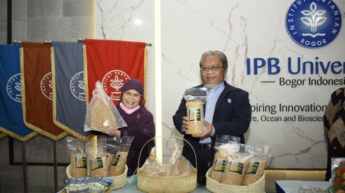 Varietas Padi Gogo Unggul Baru dari IPB University, Kembangkan Padi di ...