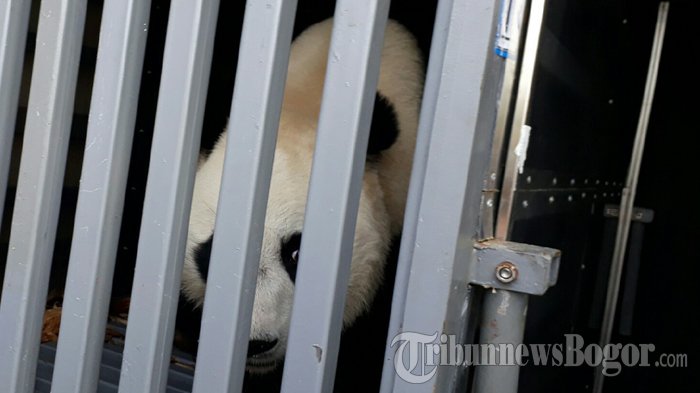 Dua Panda Di Taman Safari Puncak Bernama Cai Tao dan Hu Chun, Ini ...