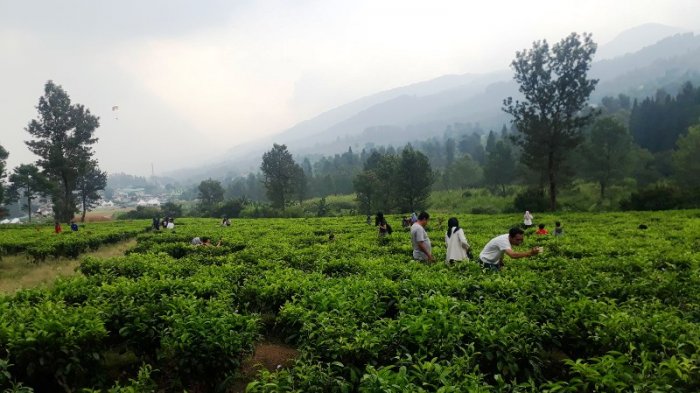 Mirip Puncak, Ini 3 Tempat Wisata di Bogor yang Tawarkan Keindahan ...