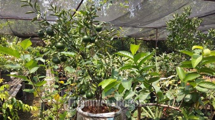 Berkunjung ke Parung Farm Bogor, Belajar Berkebun dengan Teknik ...