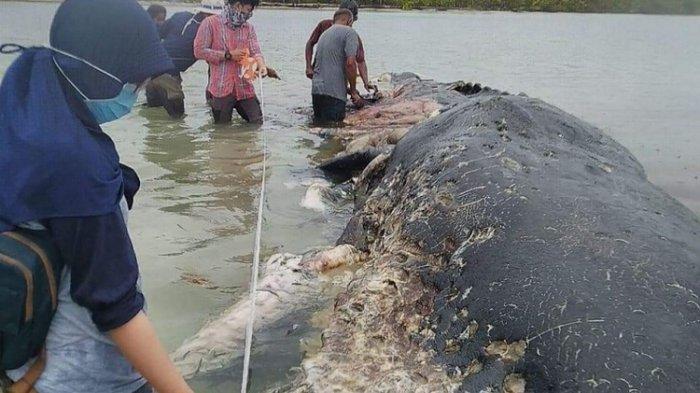 5 Fakta Paus Mati Terdampar di Wakatobi, Makan 5,9 Kg Sampah Hingga ...