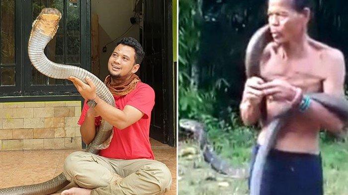 Panji Petualang Ungkap Penyebab Pawang Ular Tewas Digigit King Cobra ... Panji Petualang Ungkap Penyebab Pawang Ular Tewas Digigit King Cobra ...