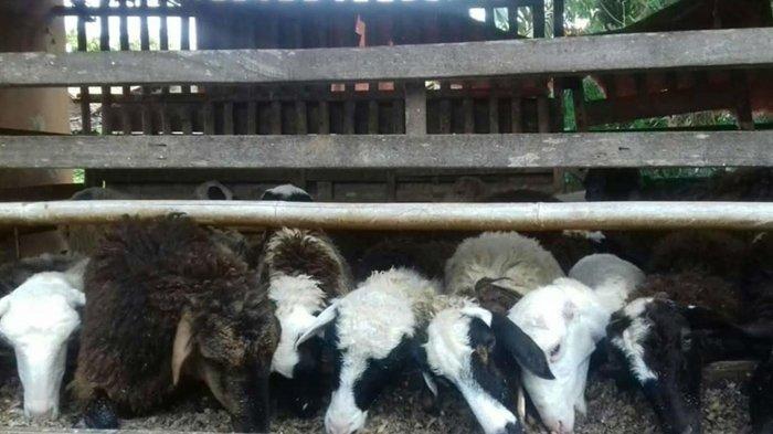 Harga Hewan Kurban Kambing hingga Sapi untuk Idul Adha 2021, Paling Murah Hanya Rp 1,4 Juta ...