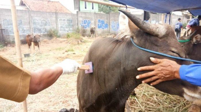 Sapi Asal Bima Disebut Jenis Terbaik untuk Kurban Hari Raya Idul Adha ...