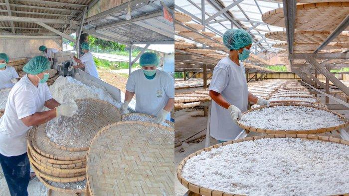 Mengintip Proses Pembuatan Tepung Tapioka di Cijujung Bogor, dari ...