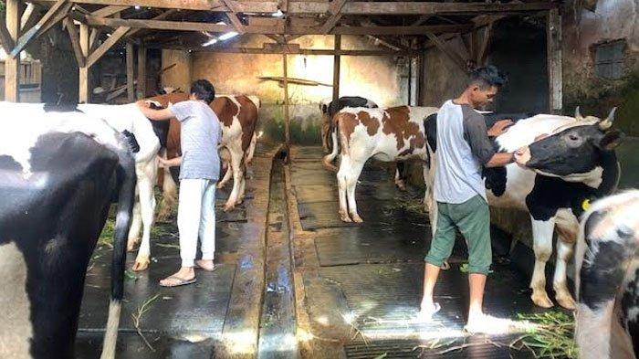 Uniknya Teknik Pemerahan Susu Sapi di Cisarua Bogor Ini, Manual ...