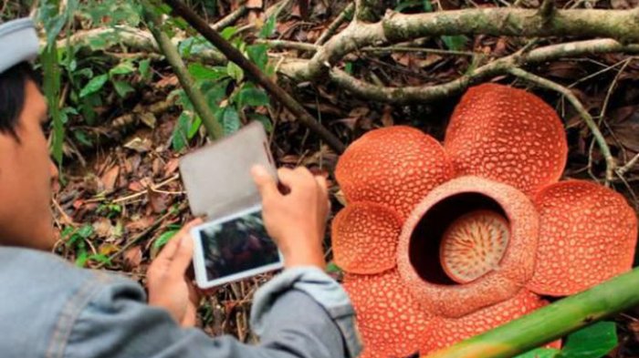 6 Lokasi untuk Melihat Bunga Rafflesia Arnoldii, Paling Populer Ada Di ...