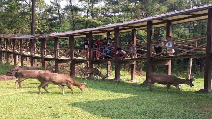 3 Tempat Wisata di Bogor yang Bisa Berinteraksi dengan Satwa, Ada yang ...