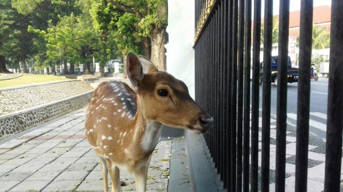 3 Tempat Melihat dan Memberi Makan Rusa Langsung di Bogor ...