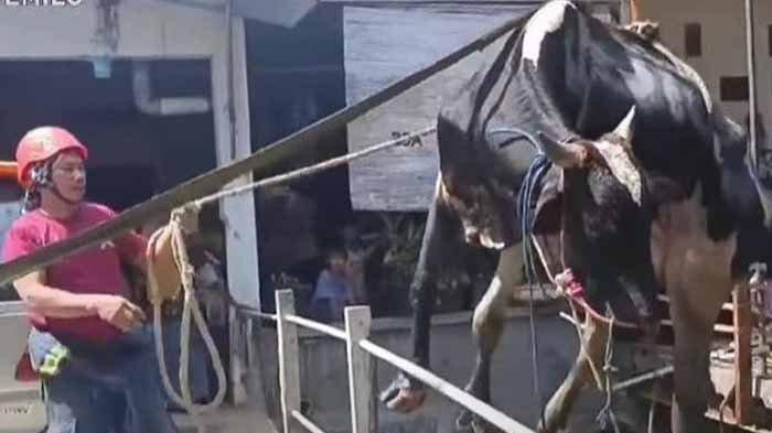 Sapi Kabur Ini Bikin Panitia Kurban yang Mengejar Nyerah, Damkar Sampai Turun Tangan ...