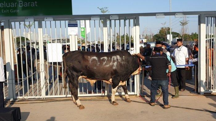 Sapi Kurban Anies Baswedan Diberi Nomor 024, Kode Bakal Maju di Pilpres 2024? Ini Kata Wagub DKI ...