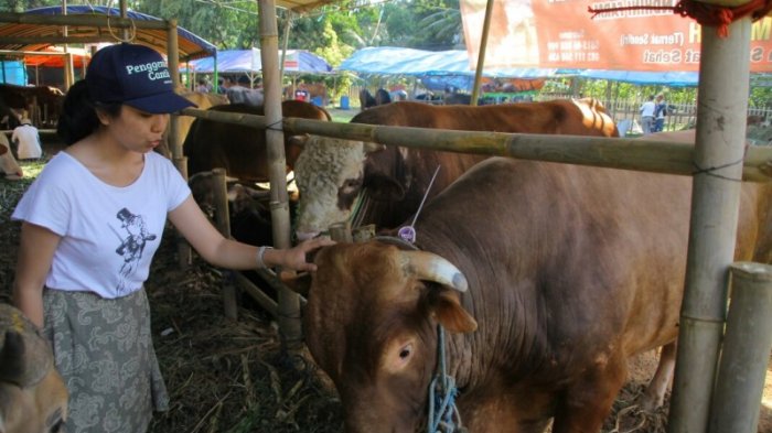 Sapi Dari Luar Daerah Gampang Stress, Begini Tips Cara Mengatasinya ...