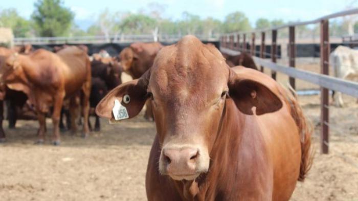 Buka Wawasan Mahasiswa, Fakultas Kedokteran Hewan IPB University Bahas ...