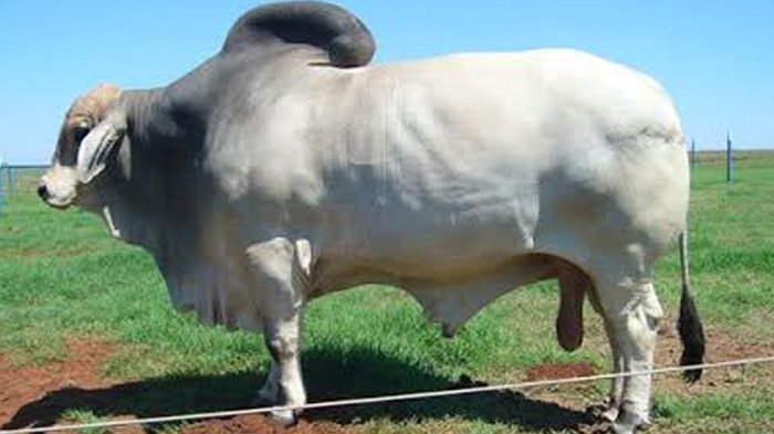Peneliti IPB Bandingkan Pertumbuhan Sapi Brahman, Madura dan Peranakan ...