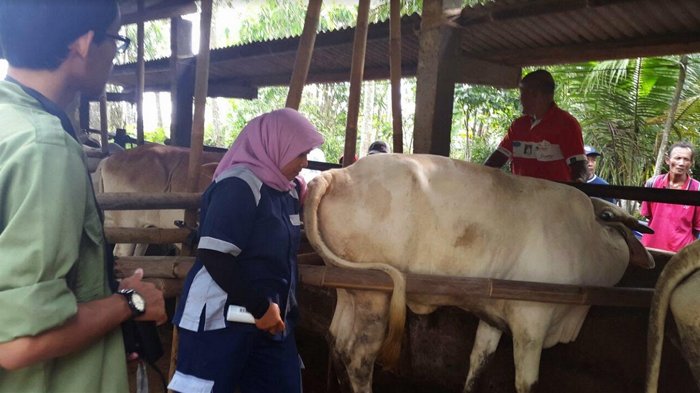 Peneliti IPB Temukan Teknik Deteksi Kebuntingan Dini Pada Sapi Perah ...