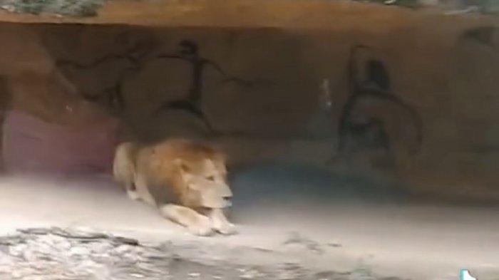 Viral Mobil Wisatawan Bolong Digigit Singa Ngamuk di Taman Safari Bogor ...