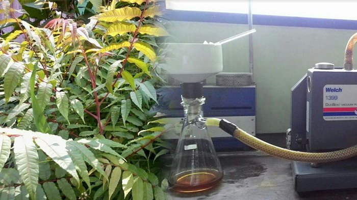 Daun Suren yang Sudah Berusia 30 Tahun Ternyata Miliki Kandungan ...