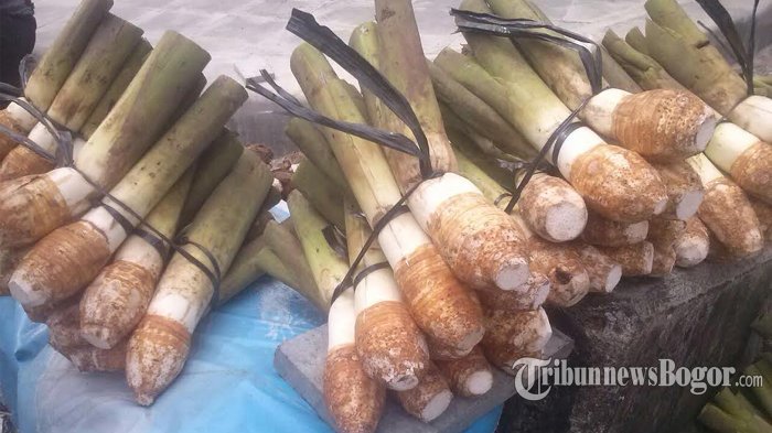 Ini Tips Untuk Memilih Talas Bogor yang Bagus, Jangan Pilih yang ...