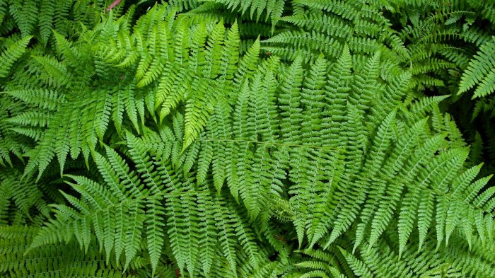 Ternyata Tanaman Paku Berguna Untuk Kendalikan Penyakit Hawar Seludang ...