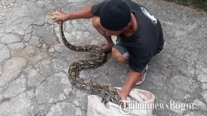 Arti Mimpi Digigit Ular Piton, Pertanda Menandakan Rasa Iri ...