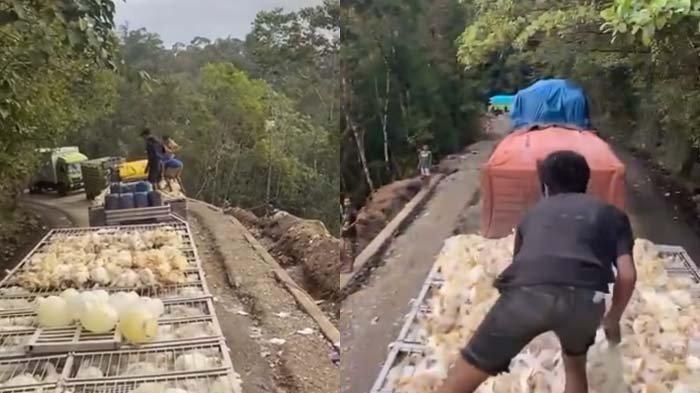 Viral Nasib Miris Pembawa Ternak Terjebak Macet Dua Hari, Ayam yang Diangkut Jadi Bangkai ...