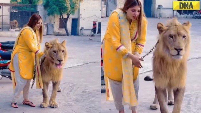 Bukan Bareng Pacar, Wanita Ini Justru Santai Jalan Bersama Singa ...