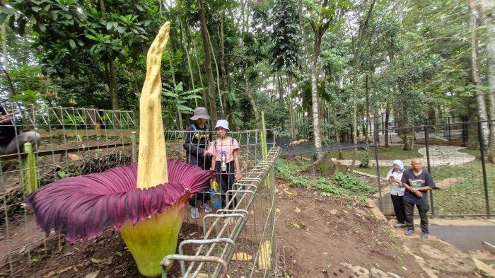 Bunga Bangkai Amorphophallus Titanum Tumbuh di Tahura Djuanda, Tinggi ...