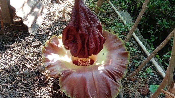 Bunga Bangkai yang Mekar di Mundakjaya Indramayu Ternyata Bukan Kali ...