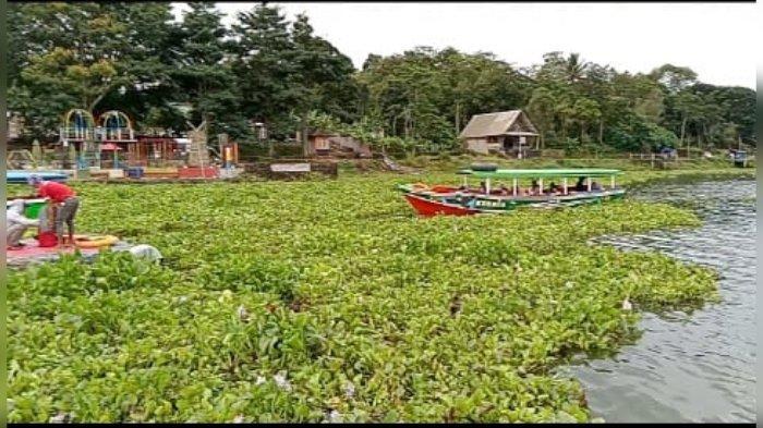Kawasan Wisata Waduk Darma Kumuh, Tanaman Eceng Gondok dan Kebersihan ...