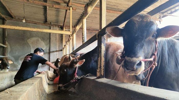 Daftar Harga Hewan Kurban Sapi dan Kambing di Indramayu Jelang Hari Raya Idul Adha 2023 ...
