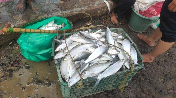 Budidaya Ikan Bandeng di Ambulu Cirebon Bangkit Pasca Banjir Rob ...