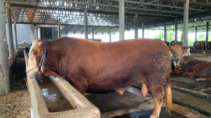 Presiden Jokowi Pesan Tiga Ekor Sapi di Cianjur, Beratnya Satu Ton ...