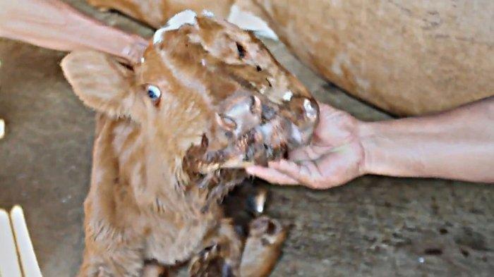 Sapi Lahir Abnormal Bermata Tiga Bermulut Dua Hebohkan Warga Blora, Ini ...