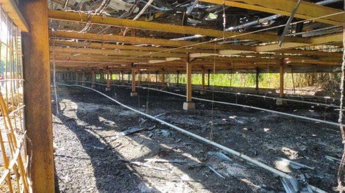Breaking News: Kandang Ayam di Majalengka Ludes Terbakar, Kerugian Capai Rp 4 Miliar ...