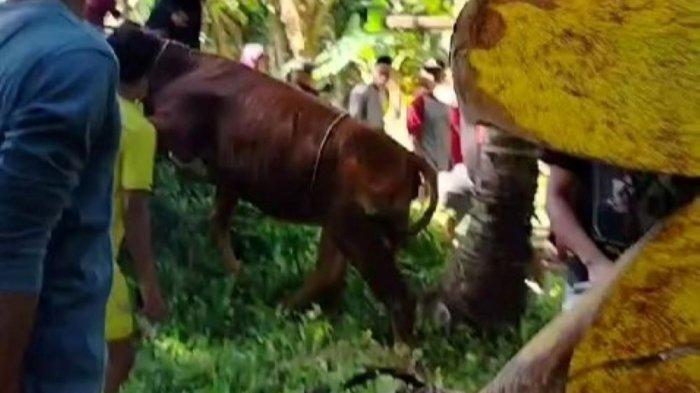 Hendak Disembelih, Sapi Kurban di Pangandaran Ngamuk dan Nyaris Seruduk Warga - Tribuncirebon.com