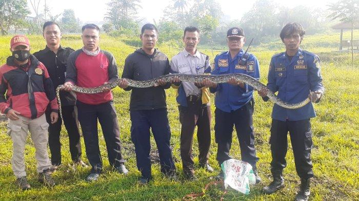 Ular Sanca Batik 2,5 Meter Gigit Satpam di Daerah Kampus IPB Sukabumi ...