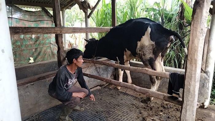 Gejala Sapi Perah Terjangkit Penyakit Lato-lato, Cek Fakta dan Jumlah ...