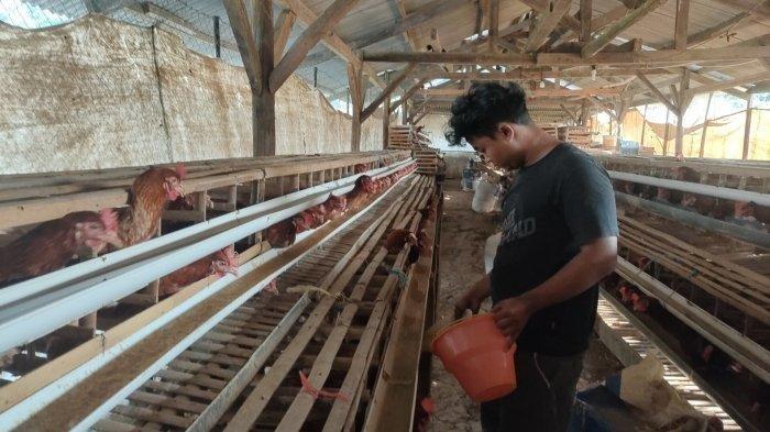 Peternak Ayam Petelur di Kuningan Terancam Gulung Tikar, Ternyata Hal ...