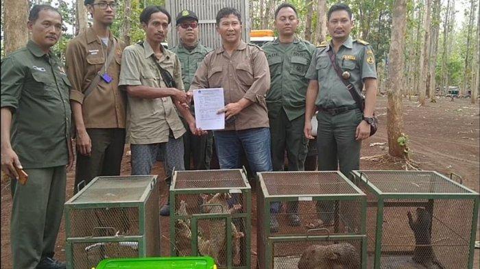 Selain Kukang Jawa, Satwa-satwa Liar Yang Dilindungi Ini Diamankan ...