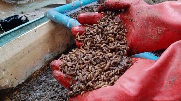 Begini Proses Budidaya Maggot Oleh DLH Kuningan, Sebagai Upaya ...