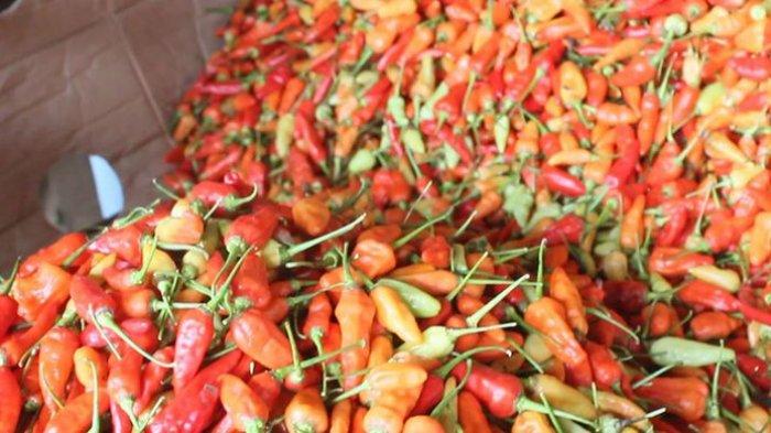Pedes Banget Nih, Harga Cabai Rawit Domba di Eceran Harganya Tembus Rp ...